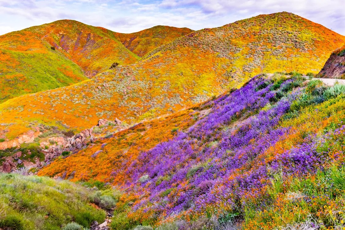 Superbloom In Norcal