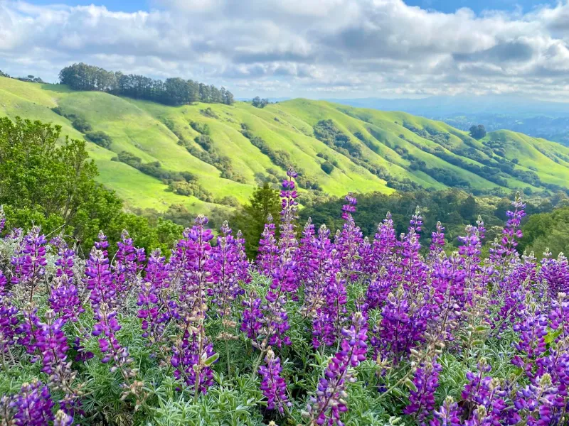 The Best Spring Wildflower Locations in the Bay Area